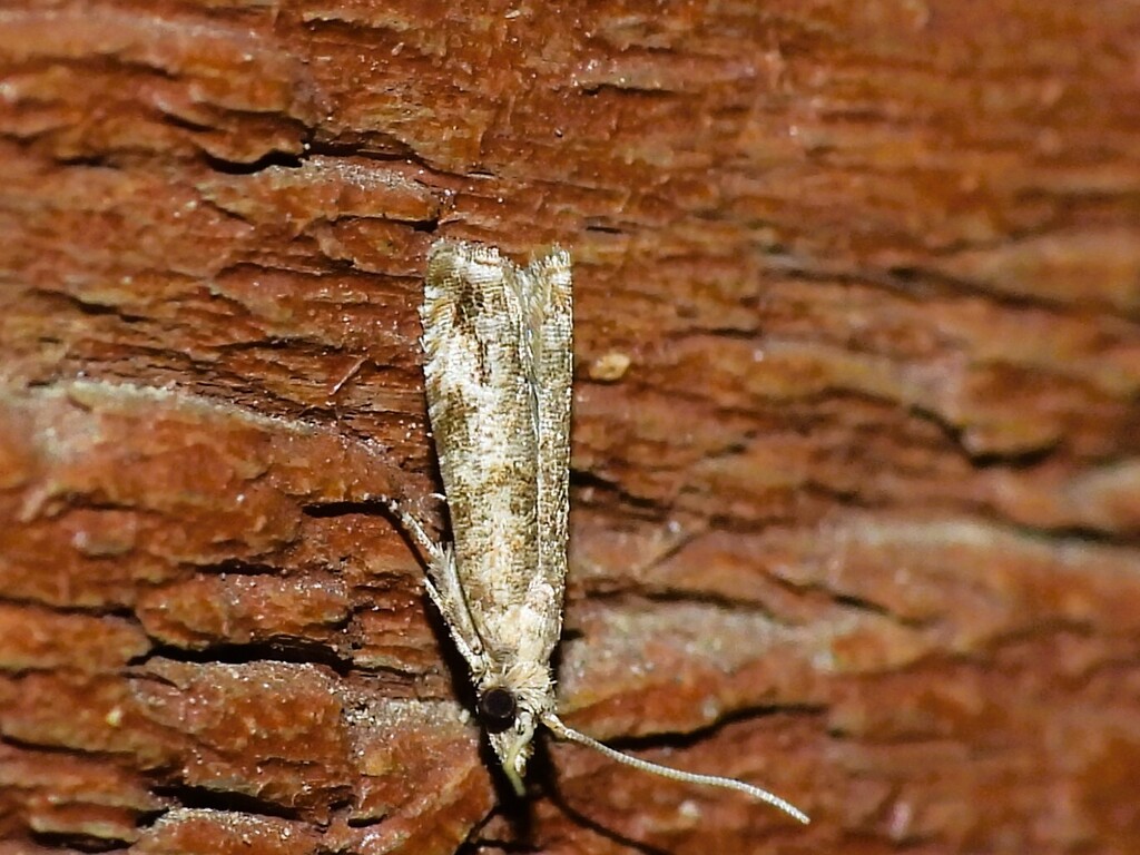 Cotton Tipworm Moth from Coomba Park NSW 2428, Australia on April 5 ...