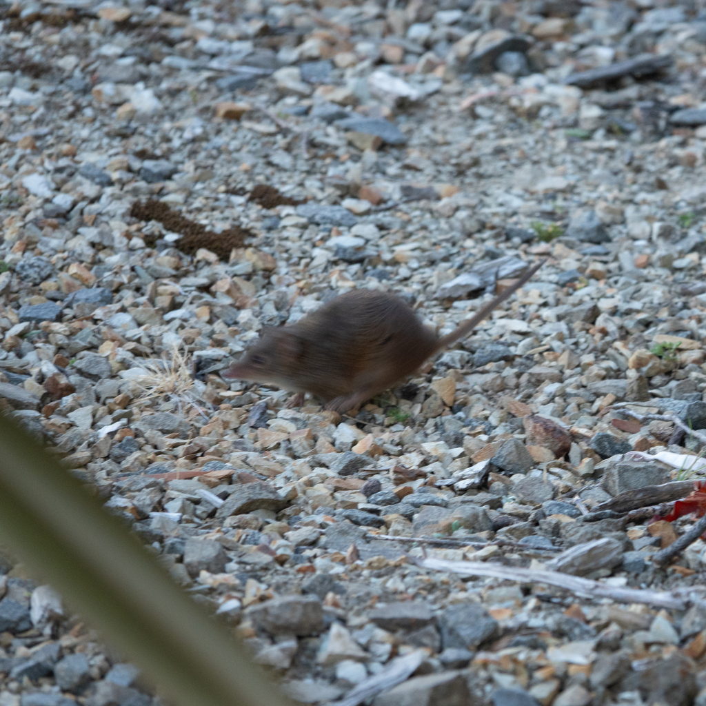 Swamp Antechinus from Adventure Bay TAS 7150, Australia on March 26 ...