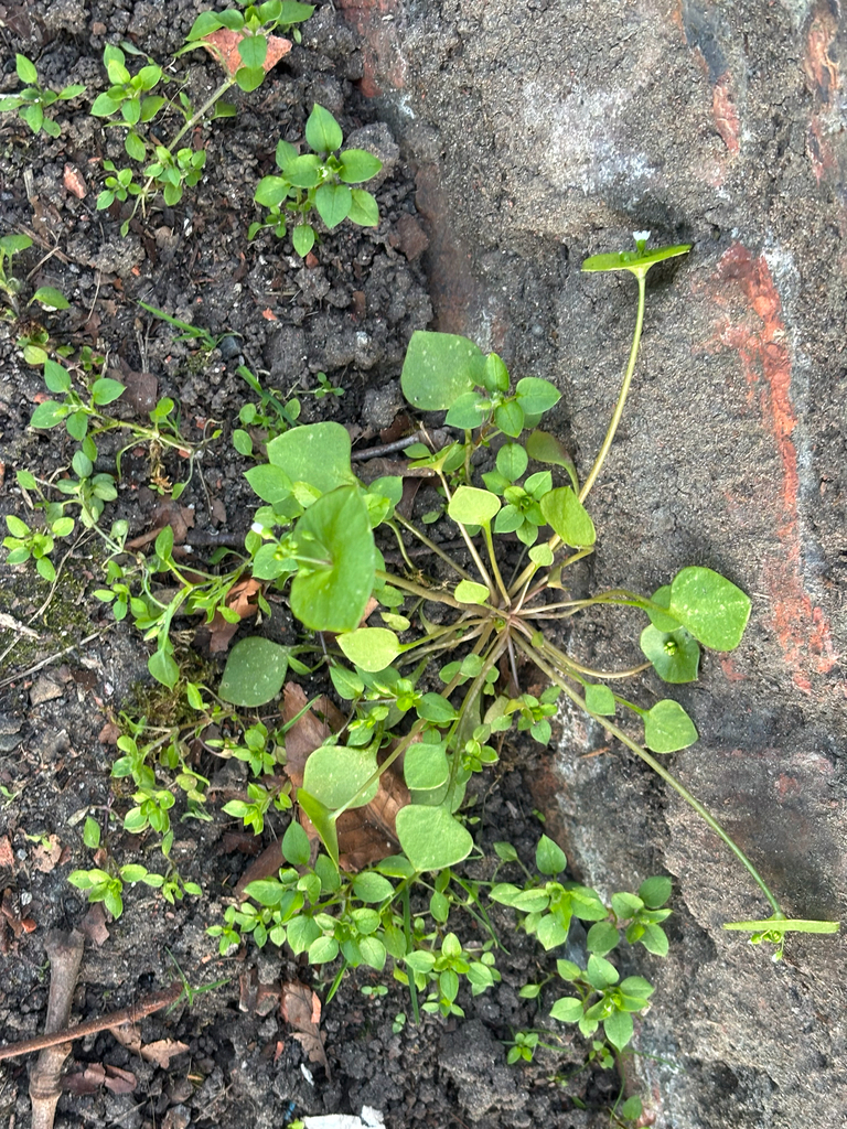 miner's lettuce from Lamel Beeches, York, England, GB on April 3, 2025 ...