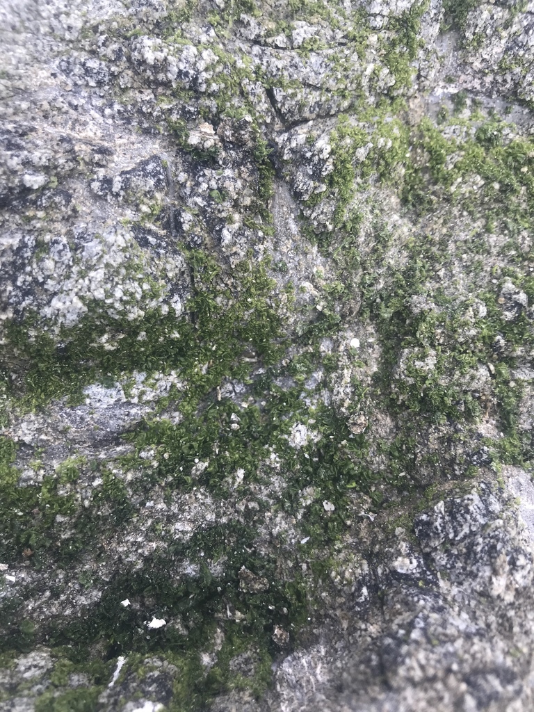 Prasiola borealis (Fungi and Lichen, Mosses, Liverworts, Red Algae ...