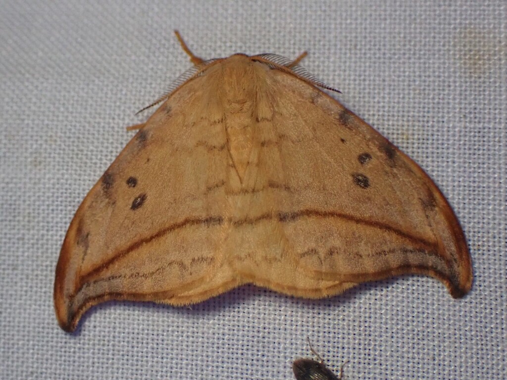 Arched Hooktip Moth in June 2021 by Angus Mossman. At blacklight after ...