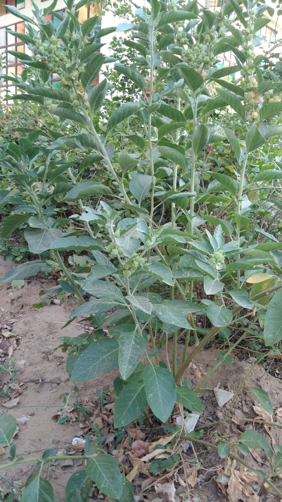 Rennet from Chandsen, Rajasthan 304501, India on April 5, 2025 at 05:51 ...