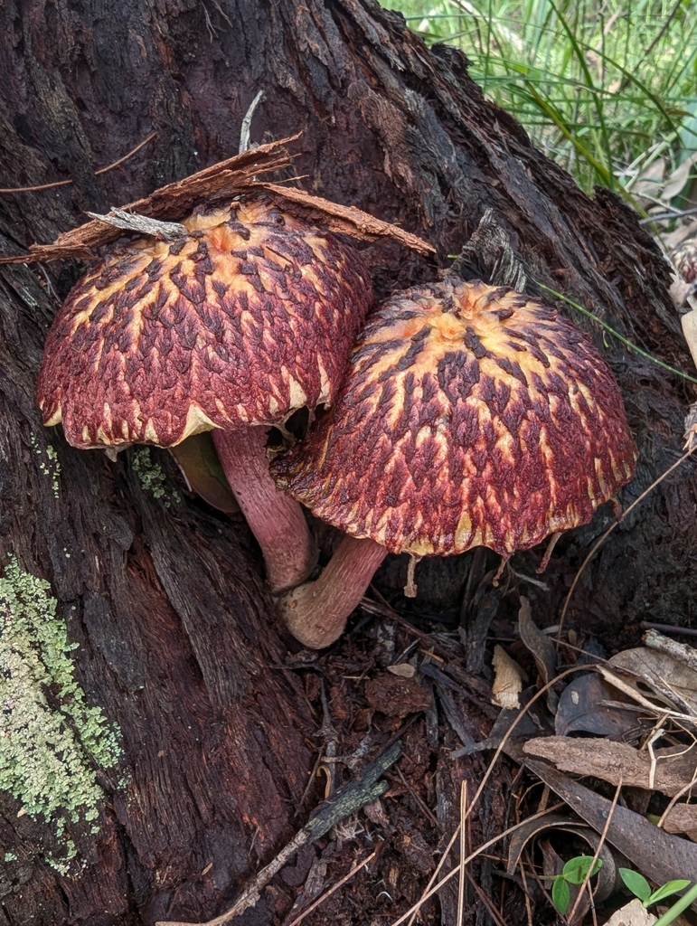 Boletellus aurocontextus from Burbank QLD, Australia on March 30, 2025 ...