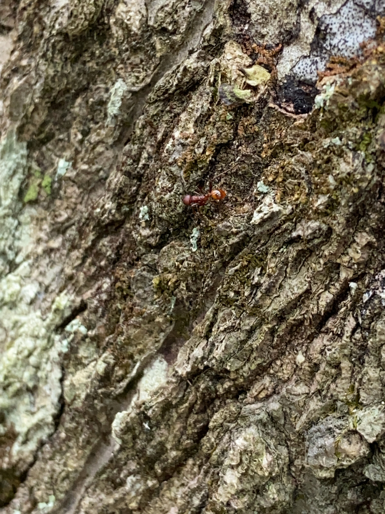Tennessee Collared Ant from Lothian on April 5, 2025 at 09:35 AM by ...