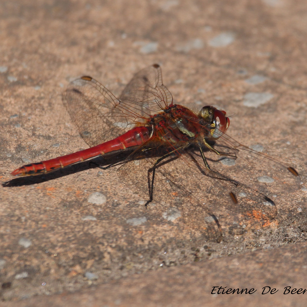 Nomad from Garden Route Botanical Garden on April 30, 2023 at 12:58 PM ...
