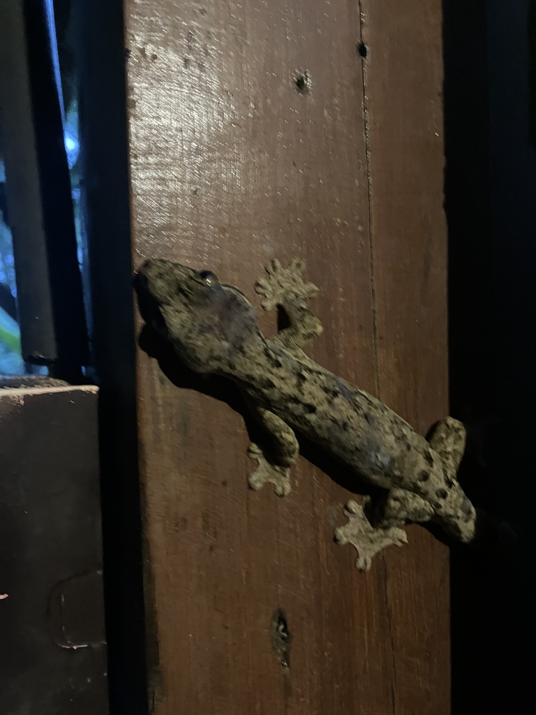 Northern Turniptail Gecko from Provincia de Panamá, PA on January 29 ...