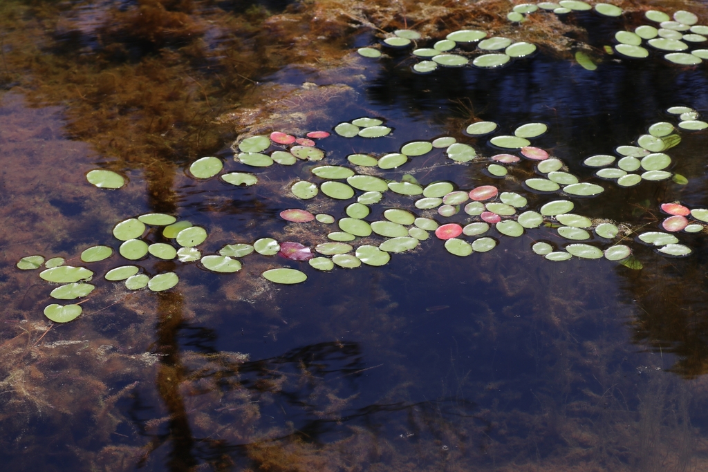 Watershield in March 2025 by Jonathan Gilmer · iNaturalist