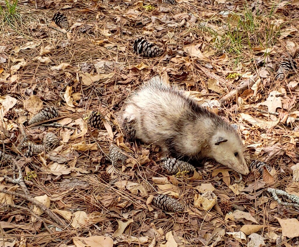 Virginia Opossum from Mountain Park, GA, USA on April 2, 2025 at 03:31 ...