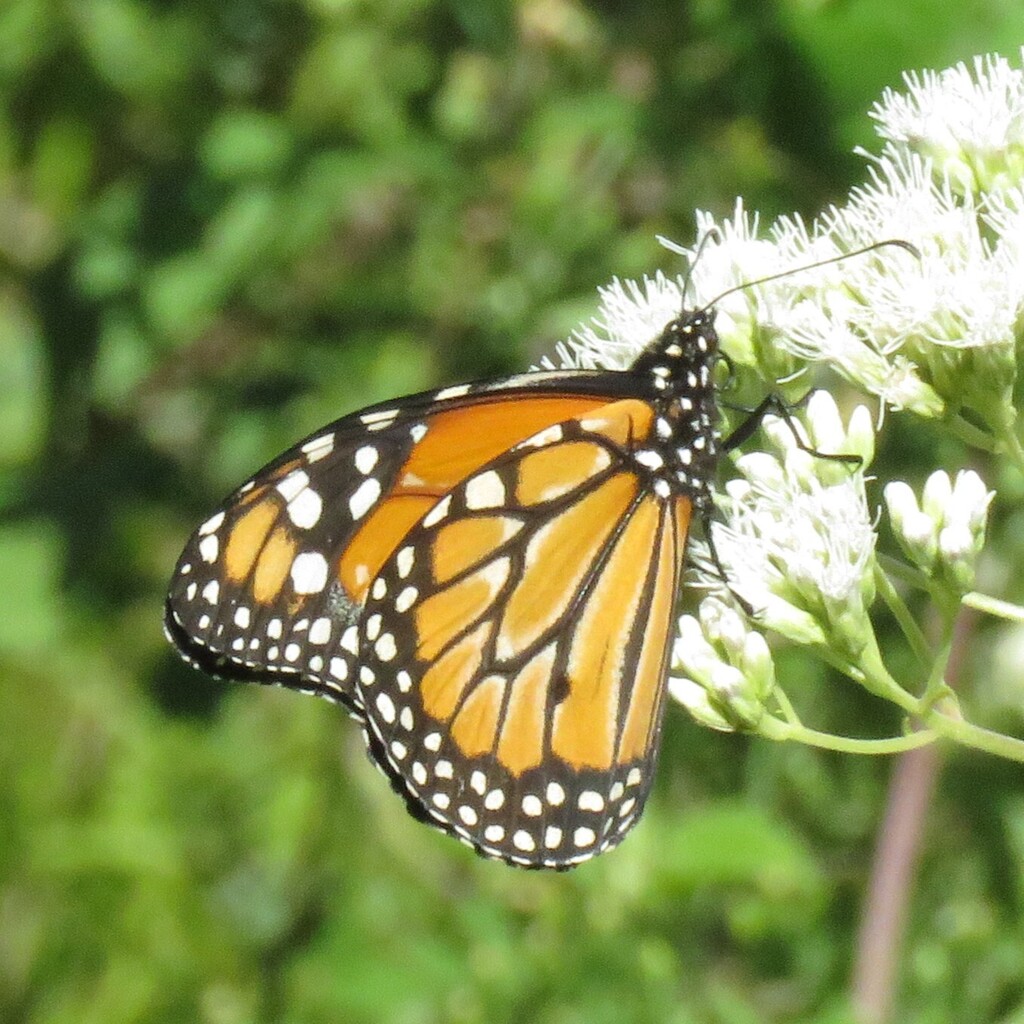 Southern Monarch from Gualeguaychú, Entre Ríos, Argentina on April 4 ...