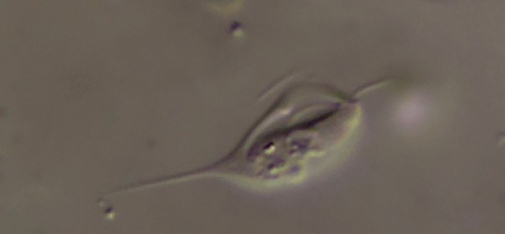 Chilomastix cuspidata from Springs, NY 11937, USA on March 07, 2025 at ...