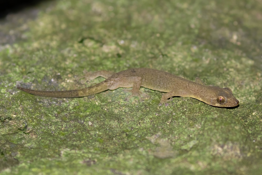 Ba Na Slender Gecko in April 2025 by the_taxanaut · iNaturalist