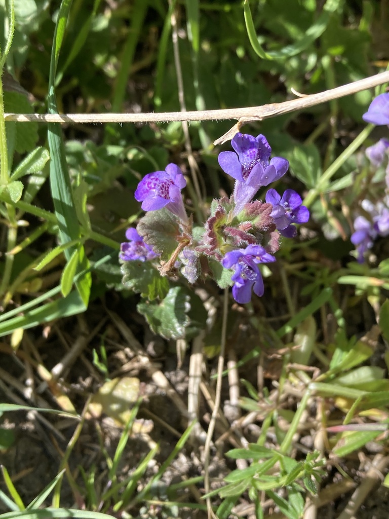 ground-ivy from South Burlingham Road, Norwich, England, GB on April 5 ...