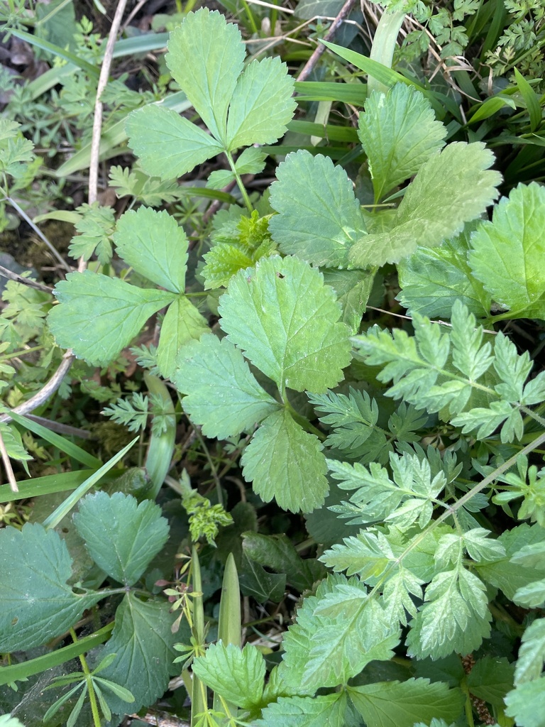 Wood Avens from Llanfair, Cowbridge, Wales, GB on April 5, 2025 at 02: ...