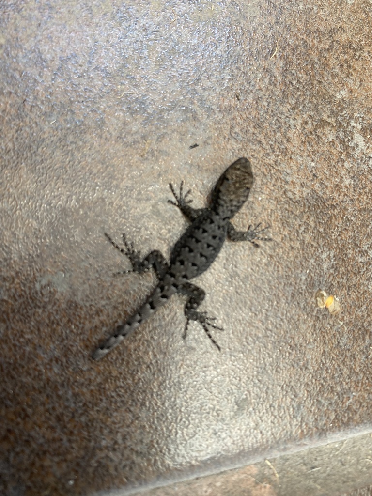 Blue-Green Smooth-throated Lizard from Lirquén, Penco, Biobío Region ...