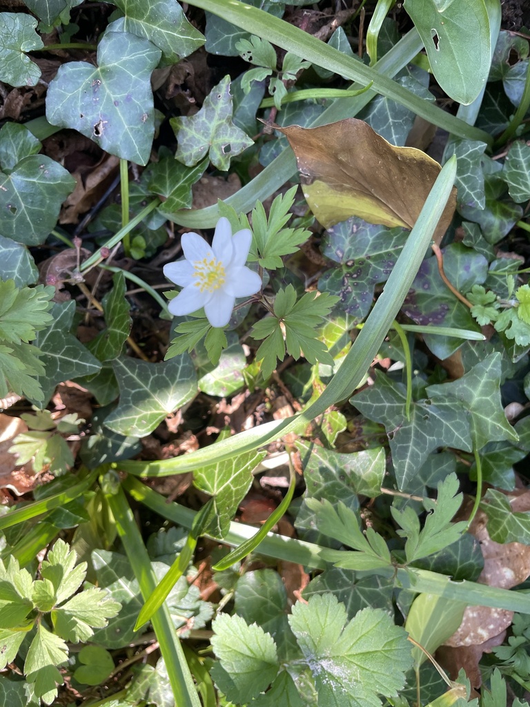 wood anemone from Vale of Glamorgan, Wales, GB on April 5, 2025 at 02: ...