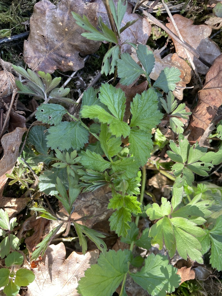 Wood Avens from Vale of Glamorgan, Wales, GB on April 5, 2025 at 02:48 ...
