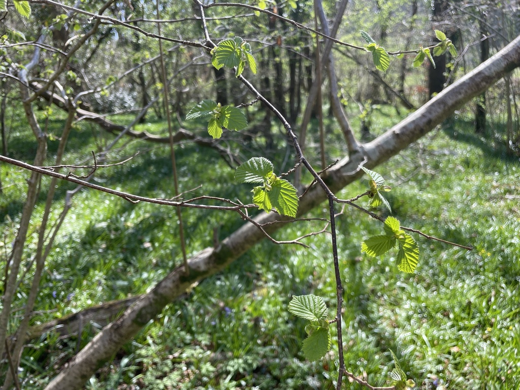 common hazel from Cowbridge with Llanblethian, Cowbridge, Wales, GB on ...