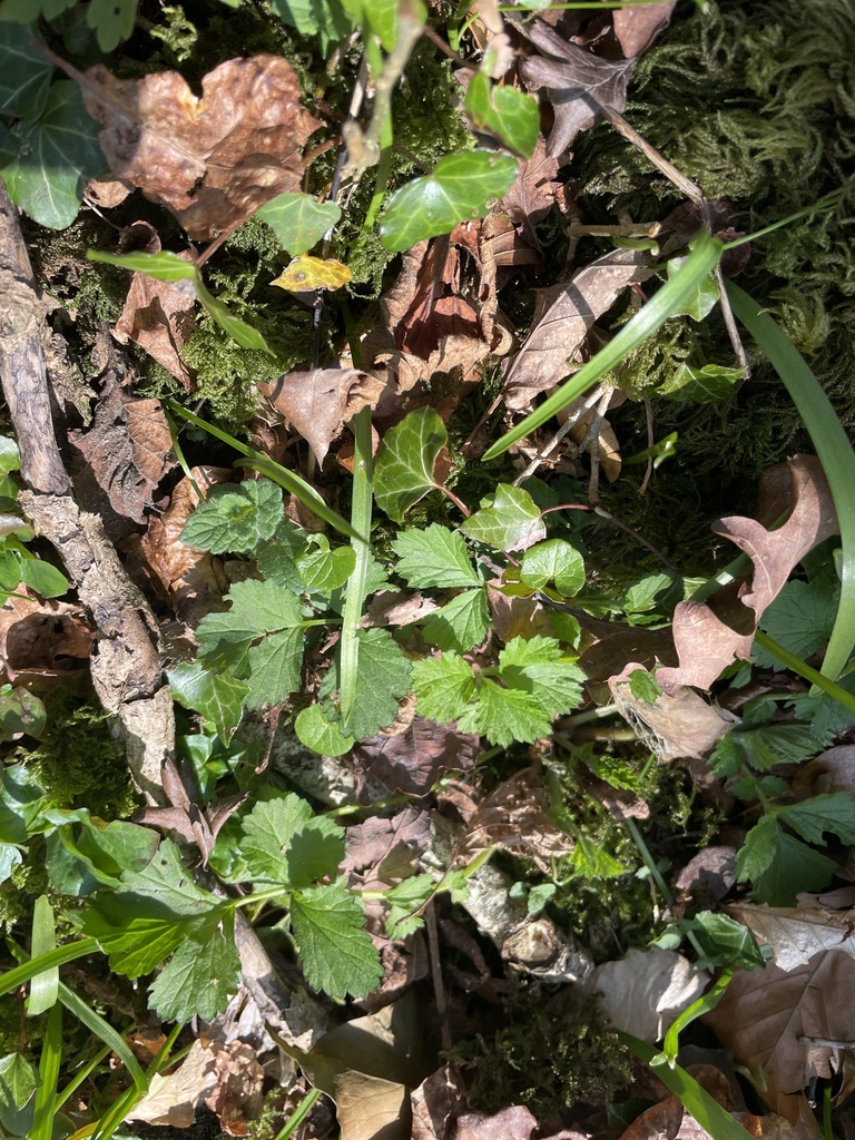Wood Avens from Llanfair, Cowbridge, Wales, GB on April 5, 2025 at 02: ...