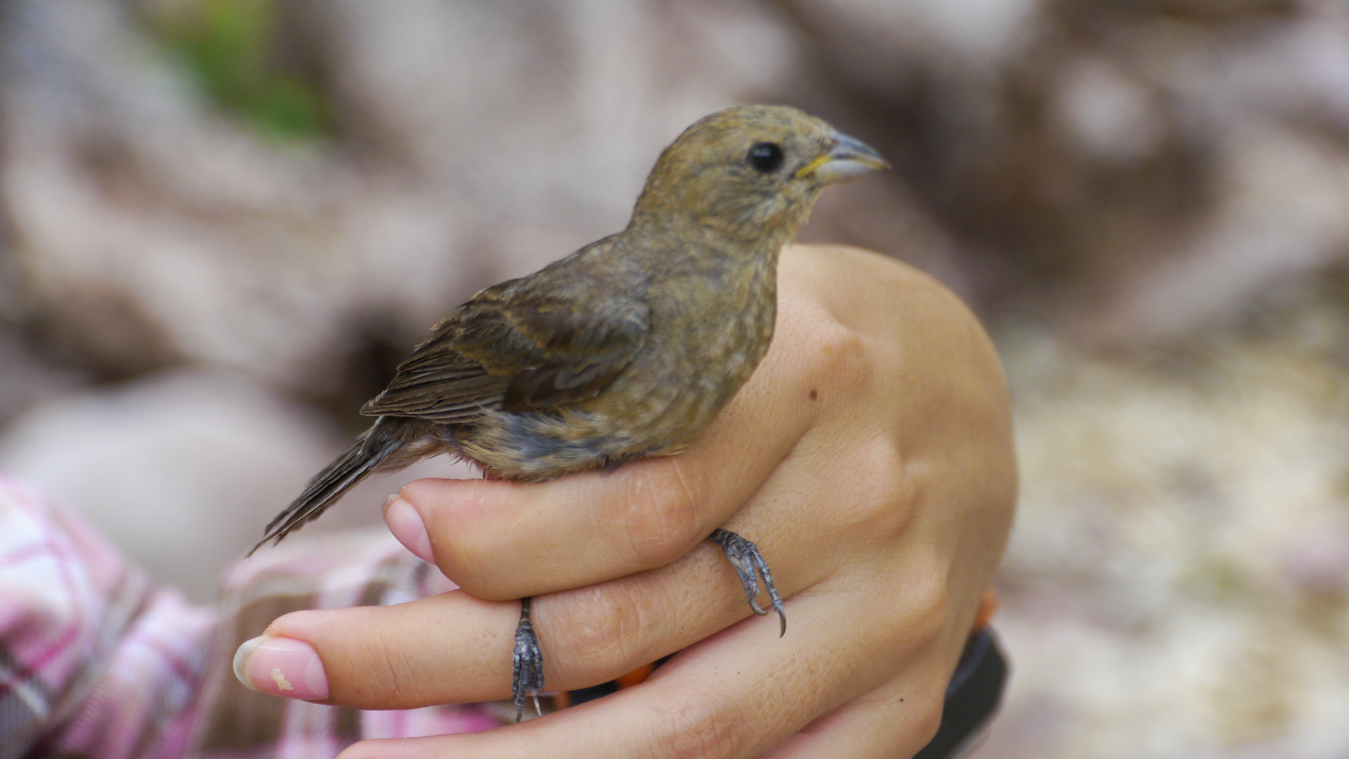 Passerina versicolor pulchra Ridgway, 1887