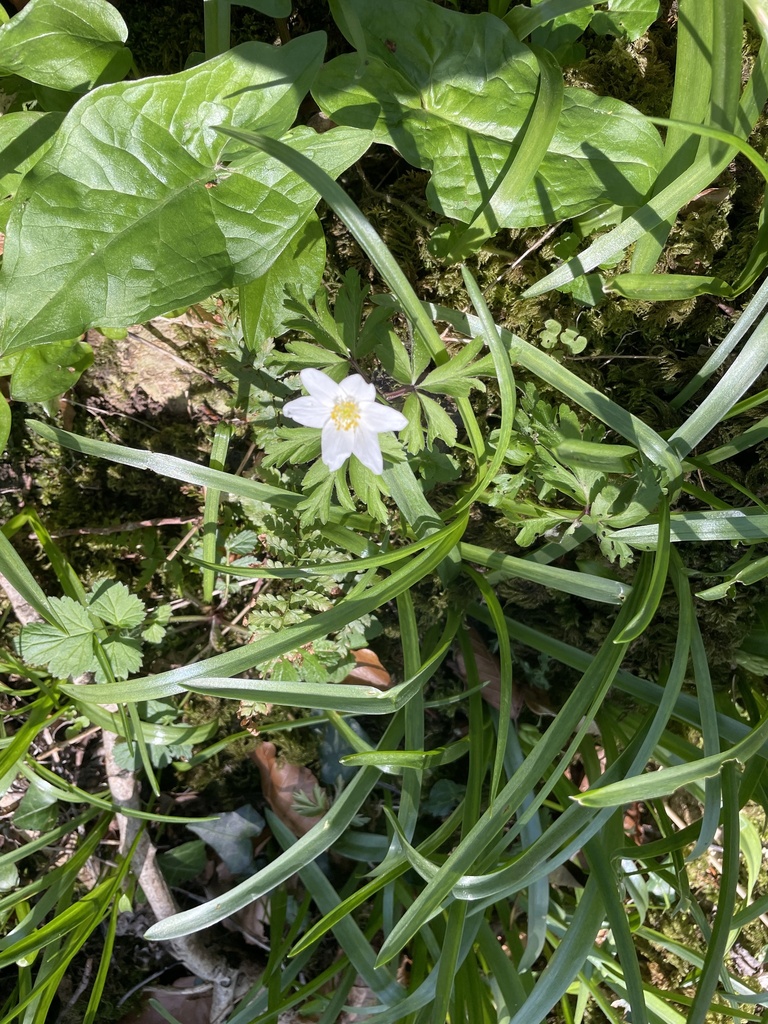 wood anemone from Llanfair, Cowbridge, Wales, GB on April 5, 2025 at 03 ...