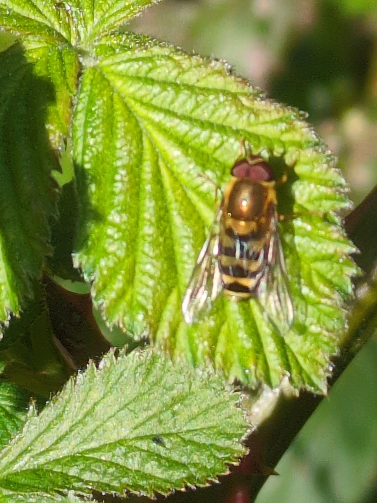 Common Flower Flies from York, UK on April 5, 2025 at 05:13 PM by ...
