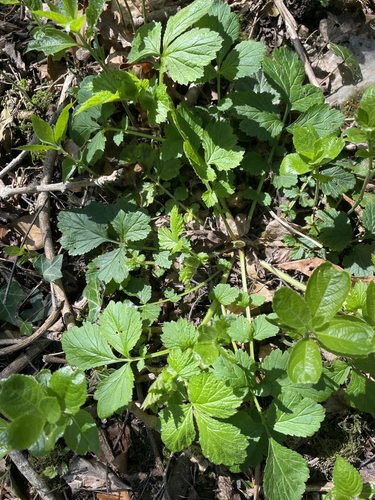 Wood Avens from Llanfair, Cowbridge, Wales, GB on April 5, 2025 at 03: ...