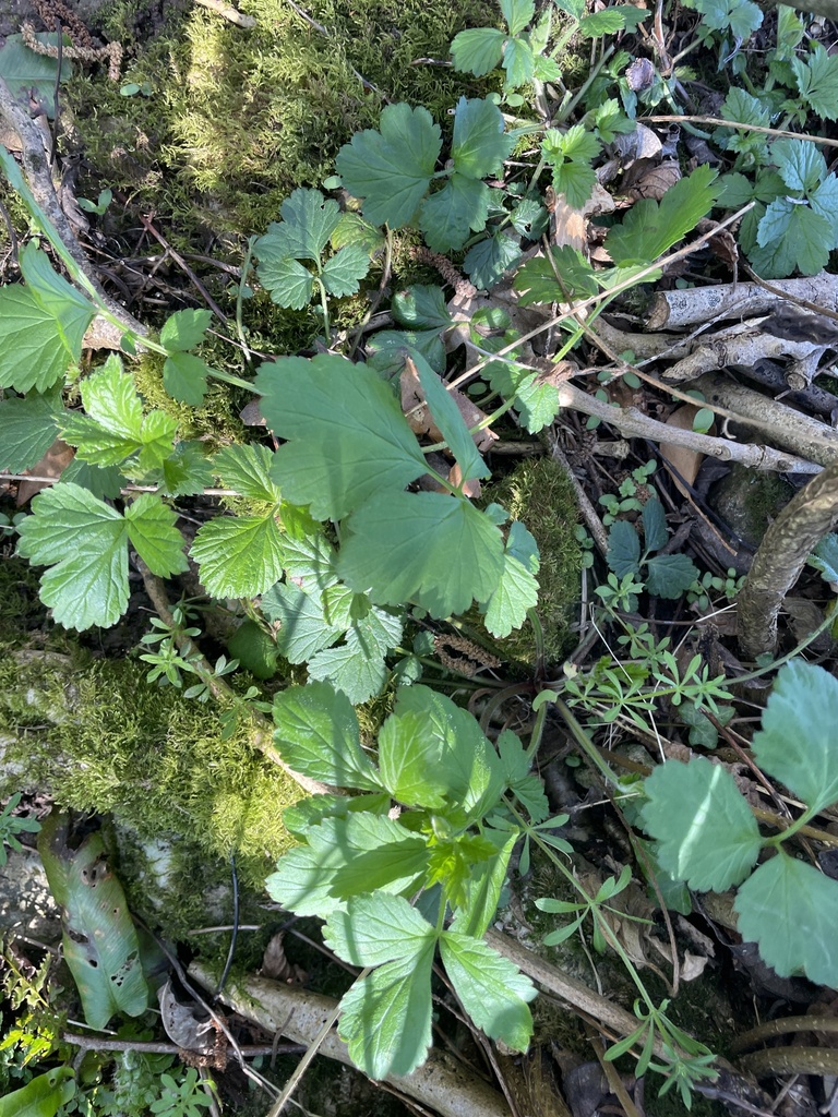 Wood Avens from Llanfair, Cowbridge, Wales, GB on April 5, 2025 at 03: ...