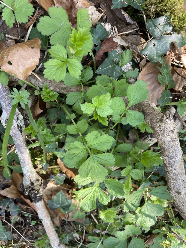 Wood Avens from Llanfair, Cowbridge, Wales, GB on April 5, 2025 at 03: ...