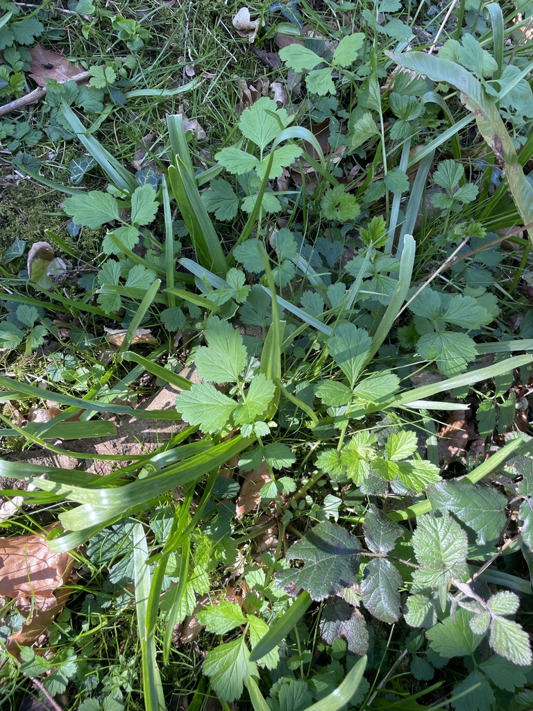 Wood Avens from Llanfair, Cowbridge, Wales, GB on April 5, 2025 at 03: ...