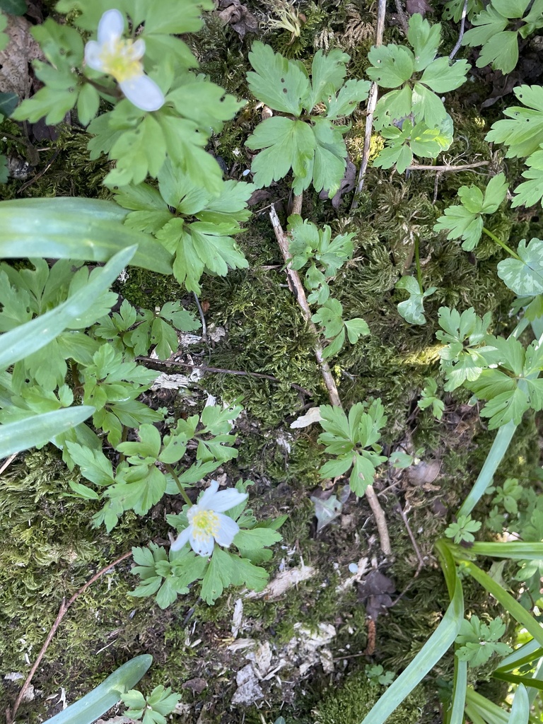 wood anemone from Llanfair, Cowbridge, Wales, GB on April 5, 2025 at 03 ...