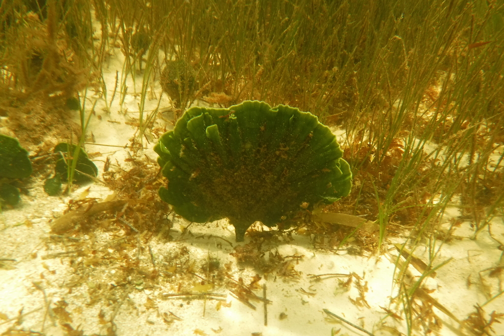 mermaid's-fan alga (Udotea flabellum) - Botanical Realm
