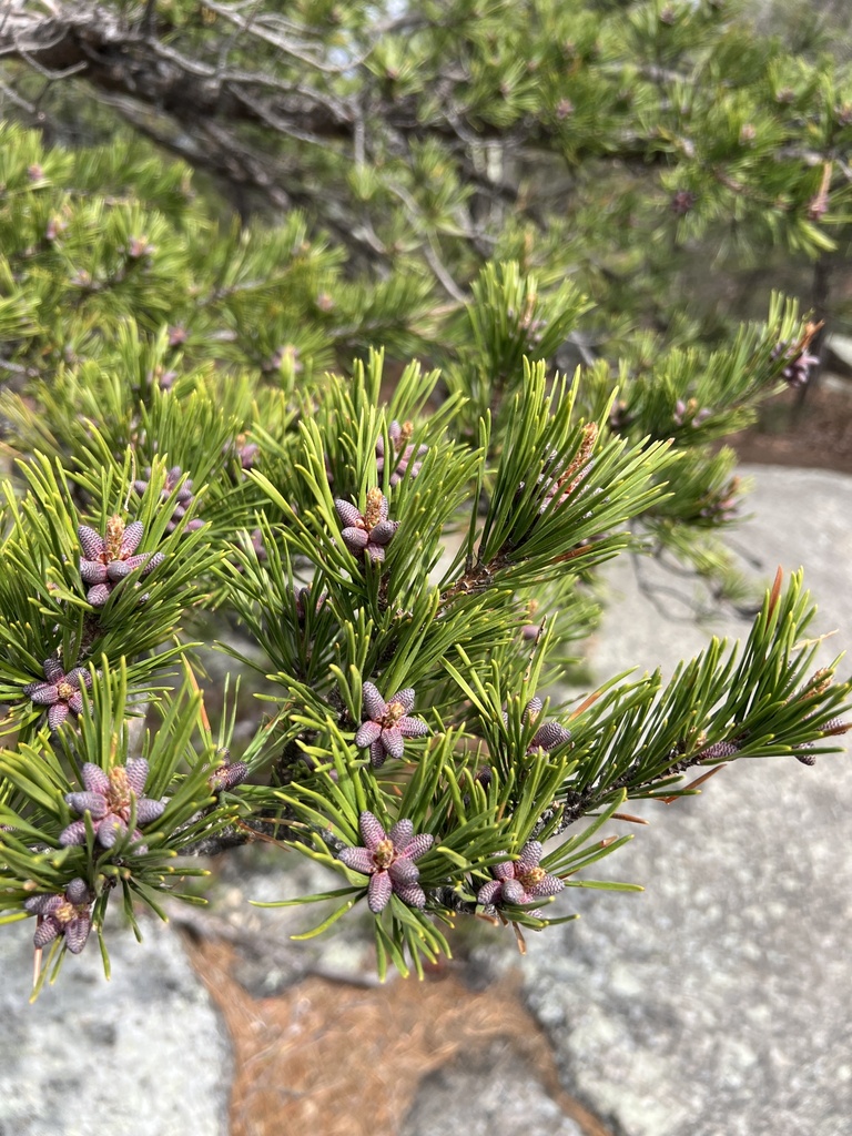 Table Mountain pine from Shenandoah National Park, Sperryville, VA, US ...