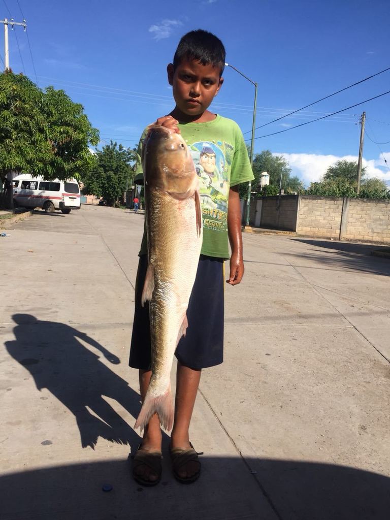 Silver Carp from Alameda, Coyuca de Catalán, Gro., México on September ...