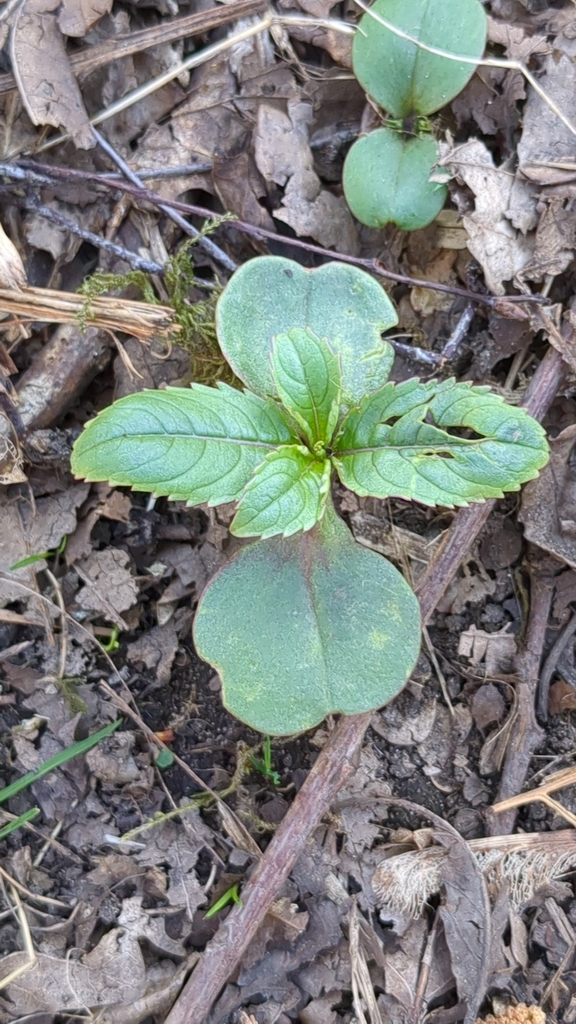 Himalayan balsam from Cheddleton, Leek ST13 7JS, UK on April 5, 2025 at ...