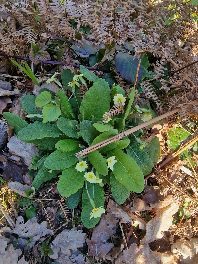 Primrose from Crowhurst, Battle TN33 9AG, UK on April 05, 2025 at 04:31 ...
