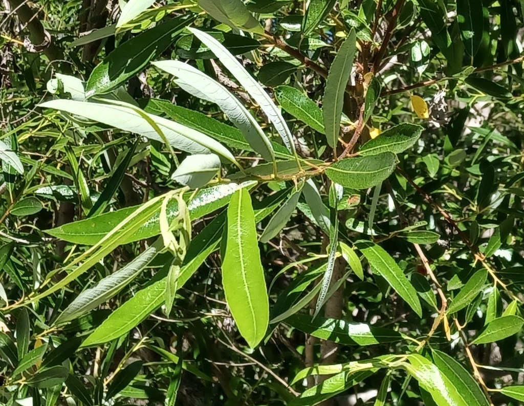 Arroyo Willow from Turtle Rock, Irvine, CA, USA on April 5, 2025 at 10: ...
