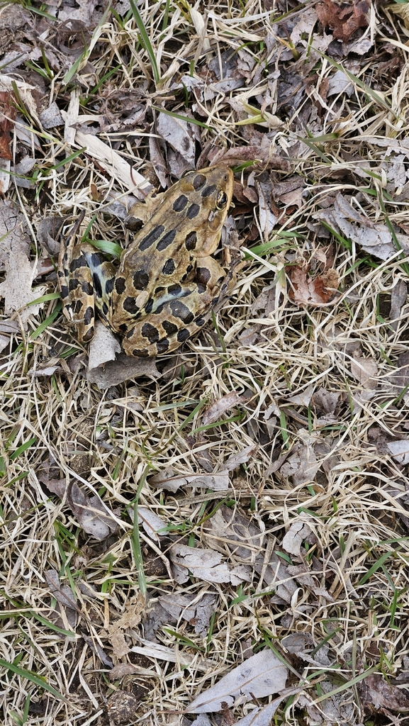 Northern Leopard Frog from Howard, WI, USA on April 5, 2025 at 12:04 PM ...