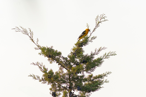 Subspecies Icterus gularis gularis · iNaturalist United Kingdom