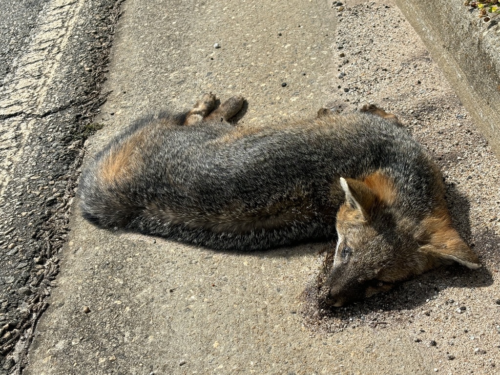 Gray Fox from Ledo Rd, Albany, GA, US on April 4, 2025 at 03:22 PM by ...