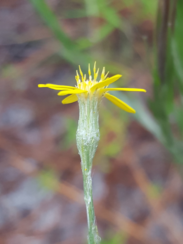 (Pityopsis microcephala) - Botanical Realm