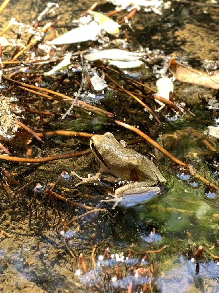 Pacific chorus frog from Santa Monica Mountains National Recreation ...