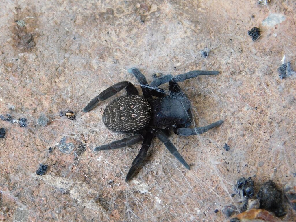 Velvet Spiders from Greyton, 7233, South Africa on April 5, 2025 at 02: ...