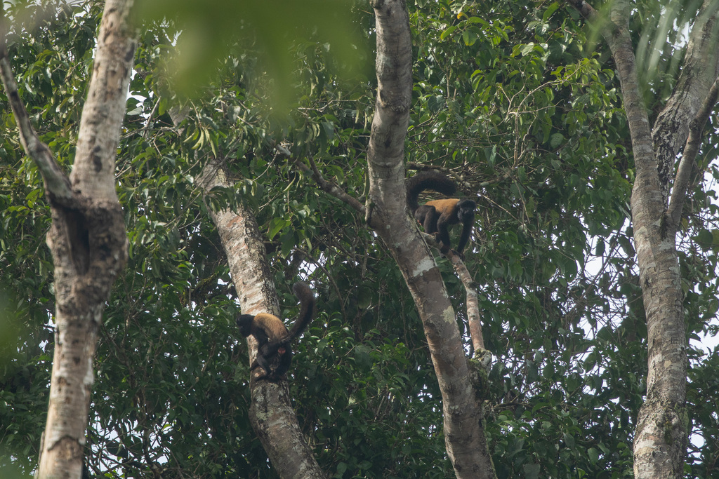 Bearded Sakis from Boven-Coppename, Suriname on March 30, 2025 at 09:38 ...
