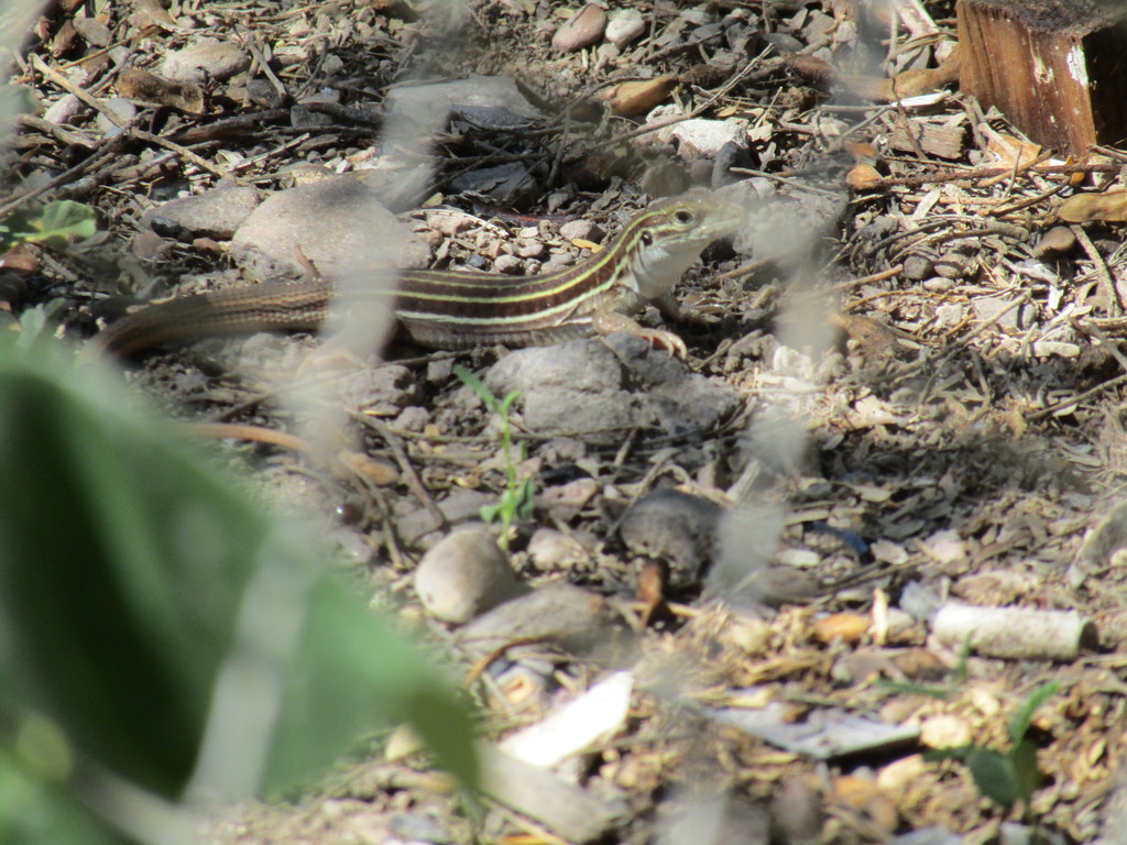 huico del pastizal del desierto desde Agua Prieta, Son., México el 06 ...