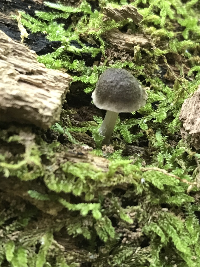 Pluteus septocystidiatus from Brown County, US-IN, US on August 15 ...
