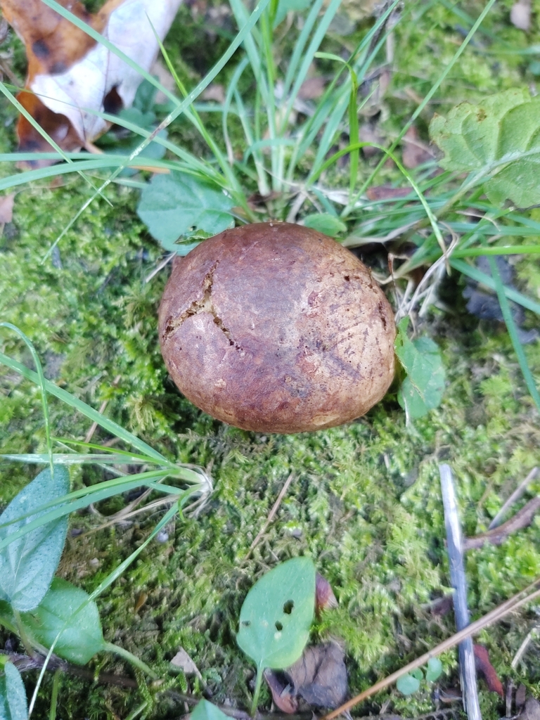 blushing false truffle from Norton, VA 24273, USA on August 15, 2019 at ...