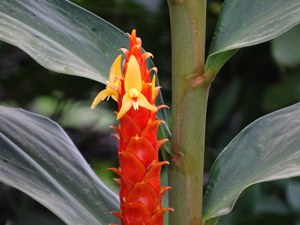 gingers, bananas, and allies (Zingiberales) - Botanical Realm