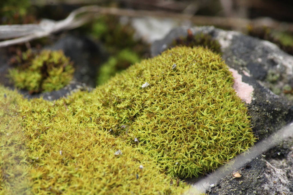 Twisted Moss from Mackinac County, MI, USA on April 5, 2025 at 01:04 PM ...