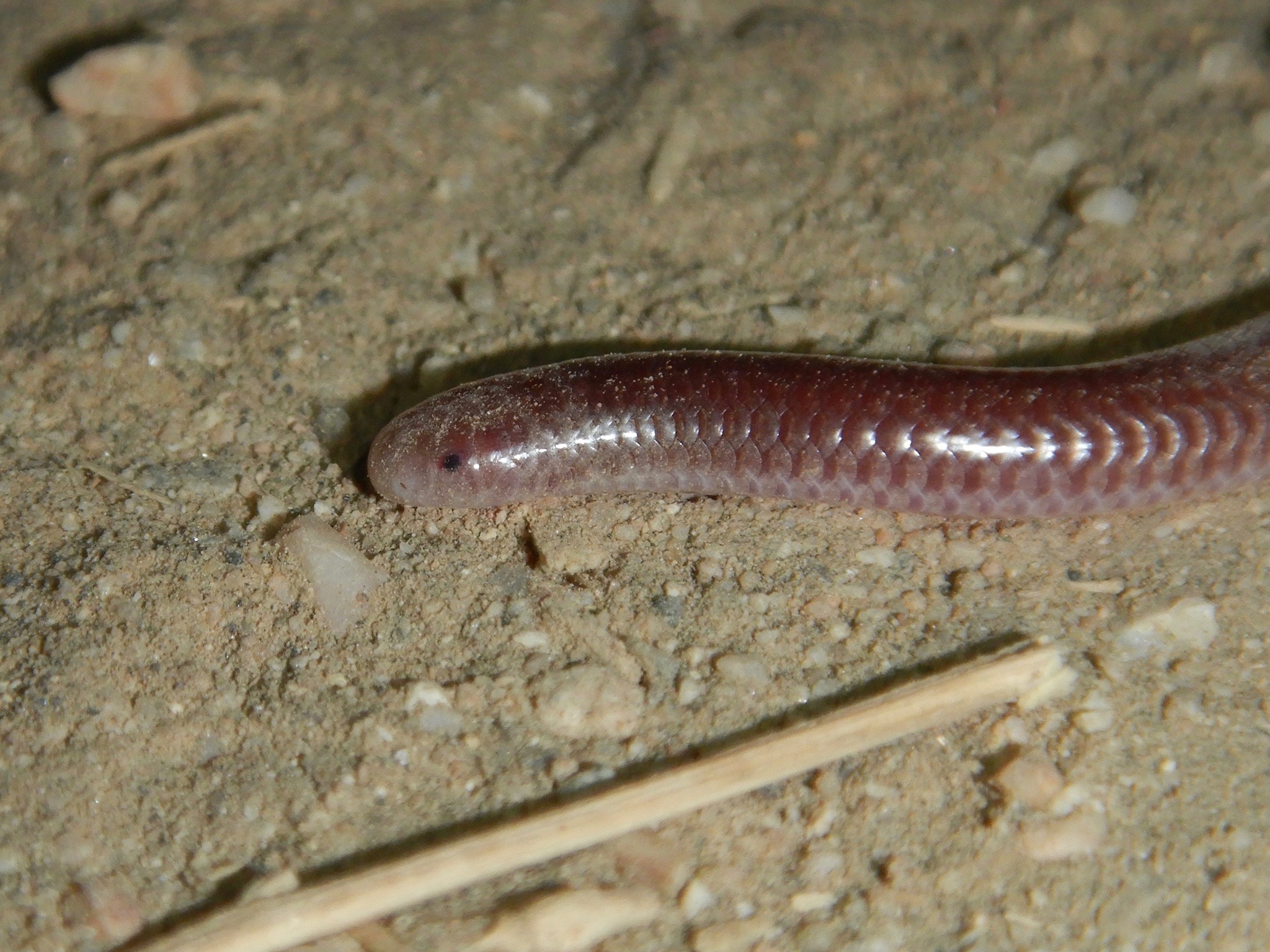 Rena humilis humilis