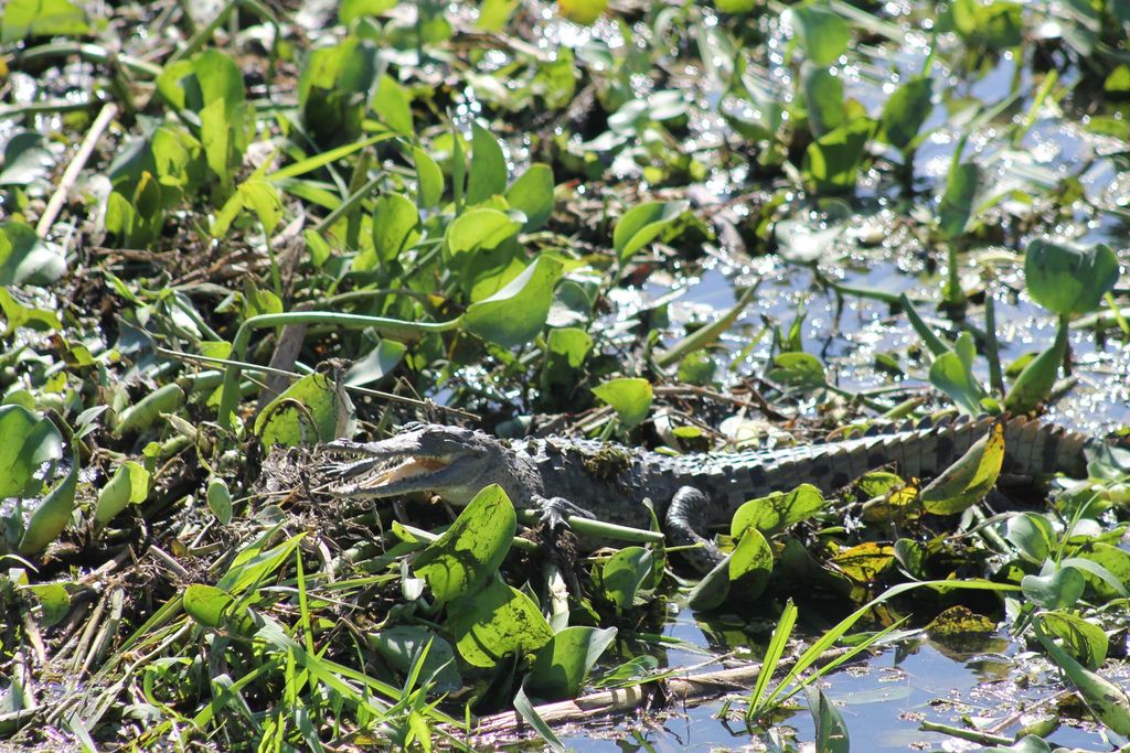 American Crocodile in January 2014 by Aaron Griffing · iNaturalist